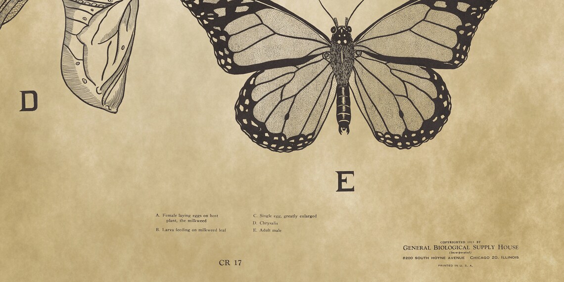 Complete Metamorphosis of the MONARCH BUTTERFLY Scientific Poster Chart ...
