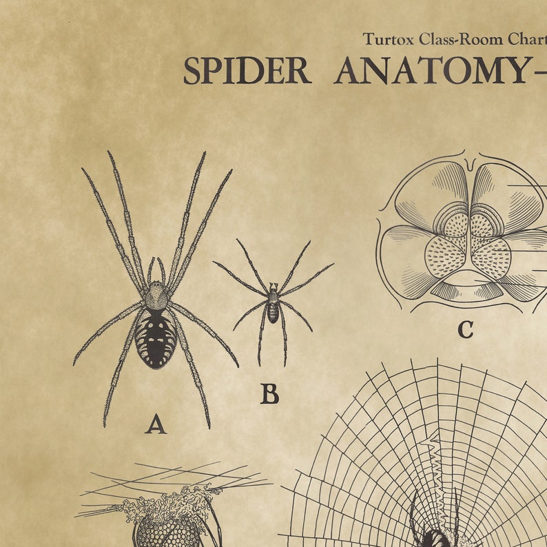 SPIDER ANATOMY - ARGIOPE Scientific Poster Chart Vintage Print 1939 ...