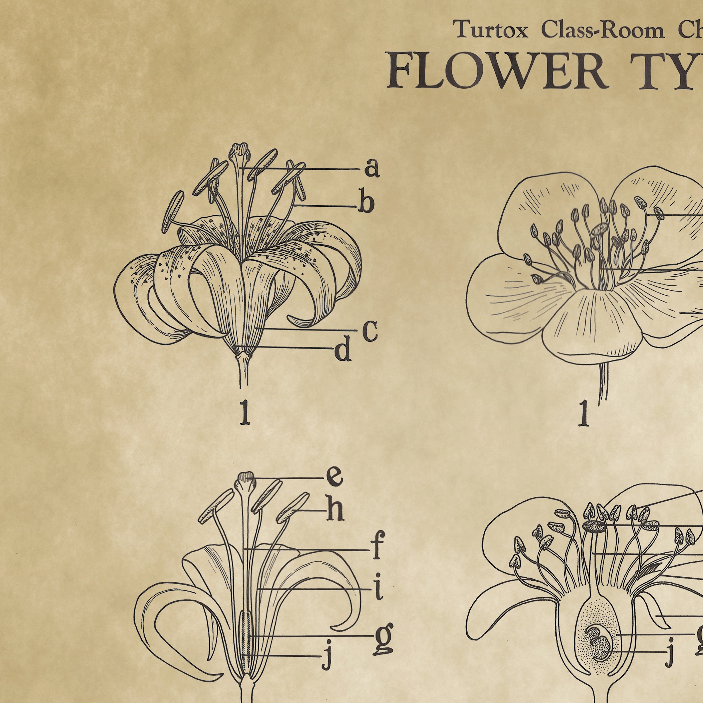FLOWER TYPES Scientific Poster Chart VINTAGE Print 1937 Classroom ...