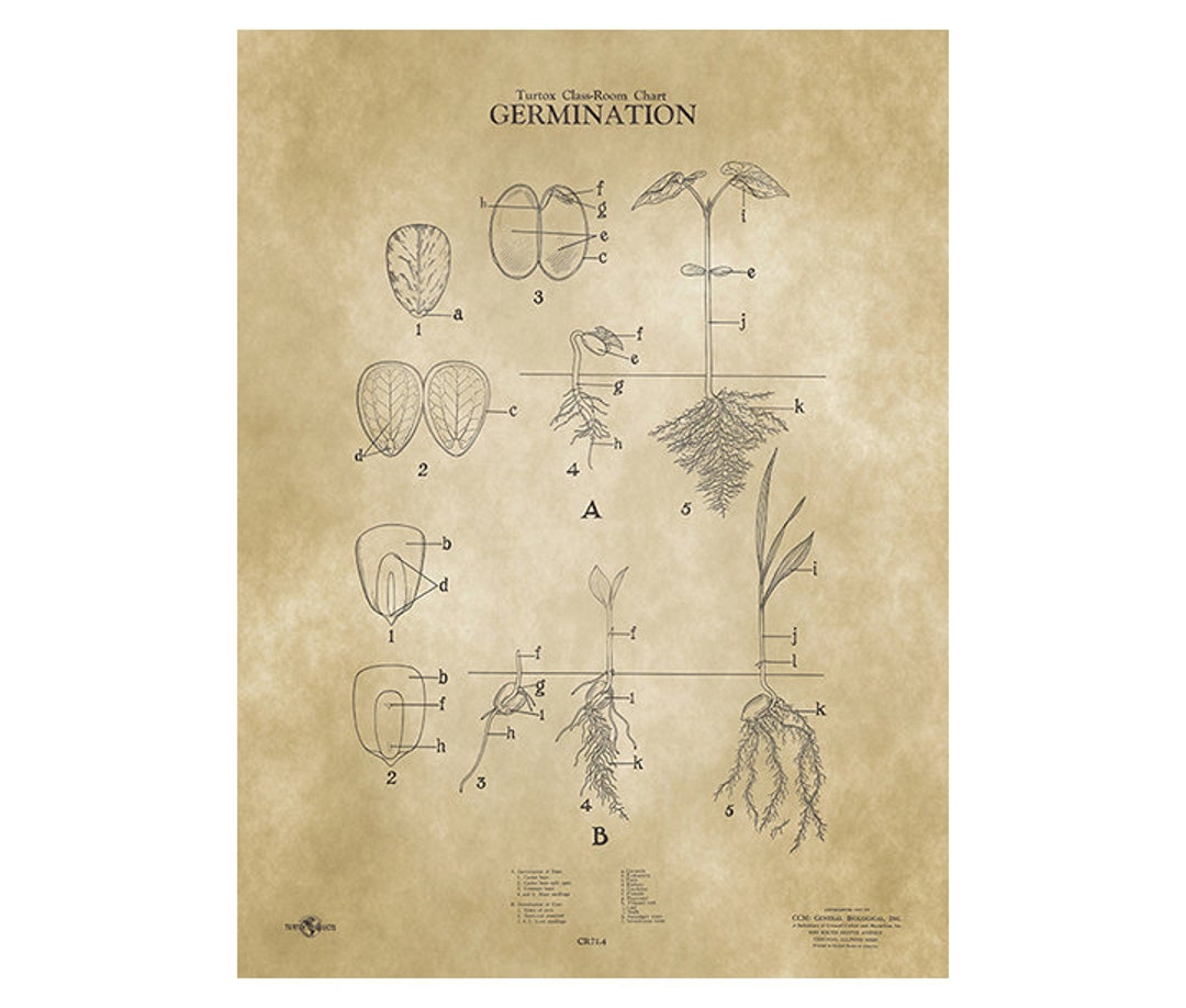GERMINATION Scientific Poster Chart VINTAGE Print 1937 Classroom ...