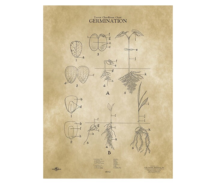 GERMINATION Scientific Poster Chart VINTAGE Print 1937 Classroom ...