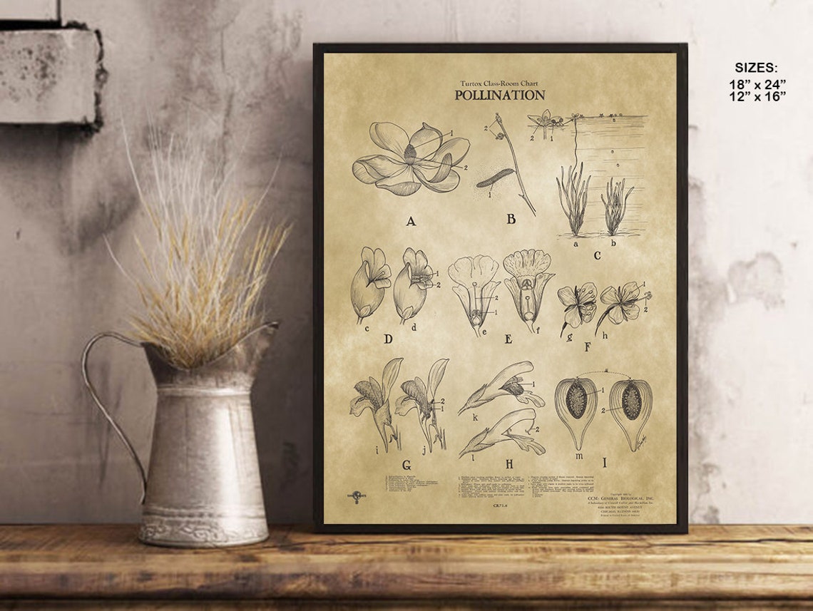 POLLINATION Scientific Poster Chart VINTAGE Print 1940 - Etsy Canada