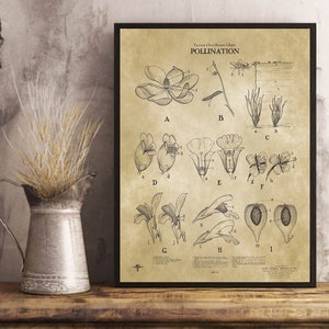 POLLINATION Scientific Poster Chart VINTAGE Print 1940 Classroom ...