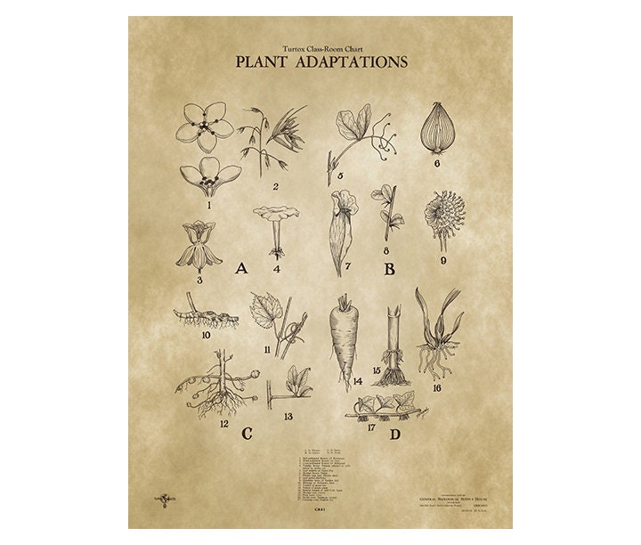 PLANT ADAPTATIONS Scientific Poster Chart VINTAGE Print 1939 Classroom ...