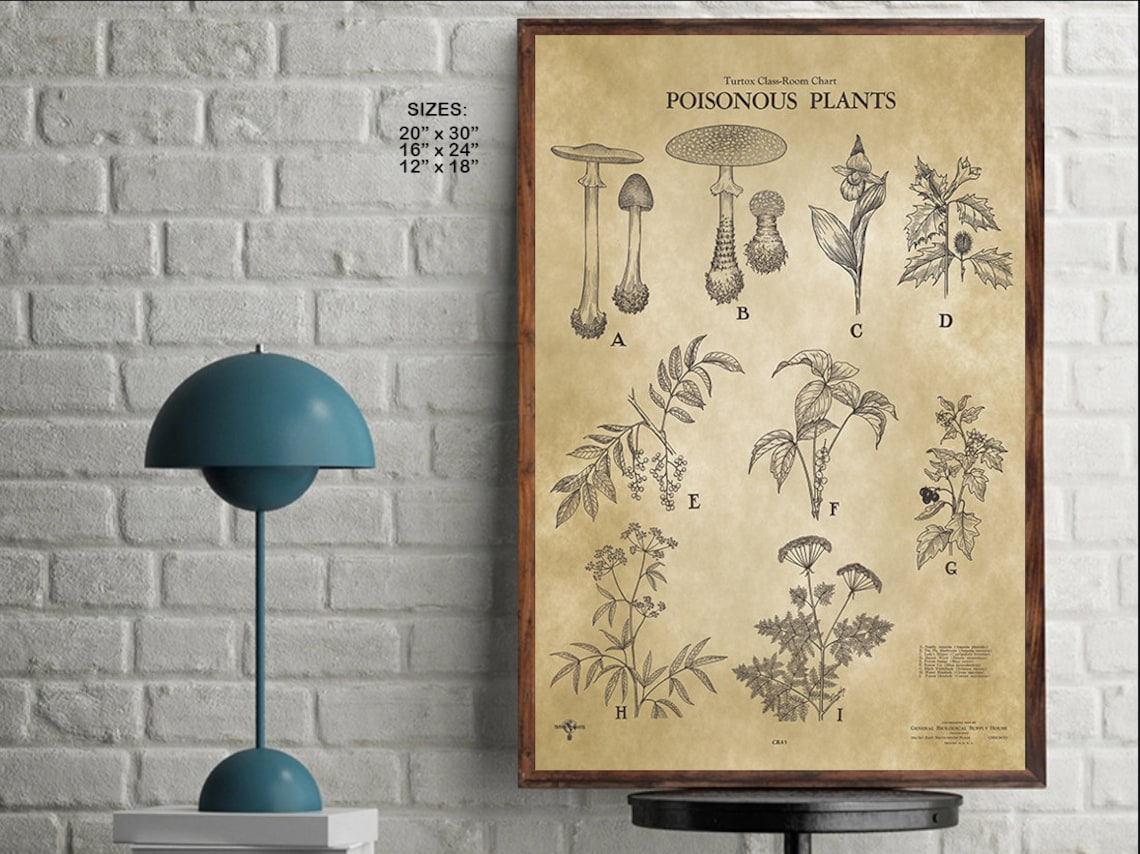 POISONOUS PLANTS Scientific Poster Chart VINTAGE Print 1939 Classroom ...