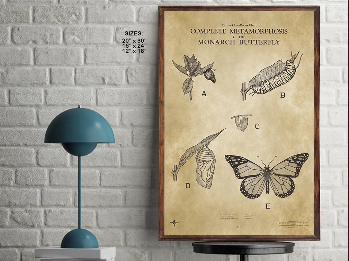 Monarch Butterfly Metamorphosis Vintage Chart Print: 1935 Biology ...