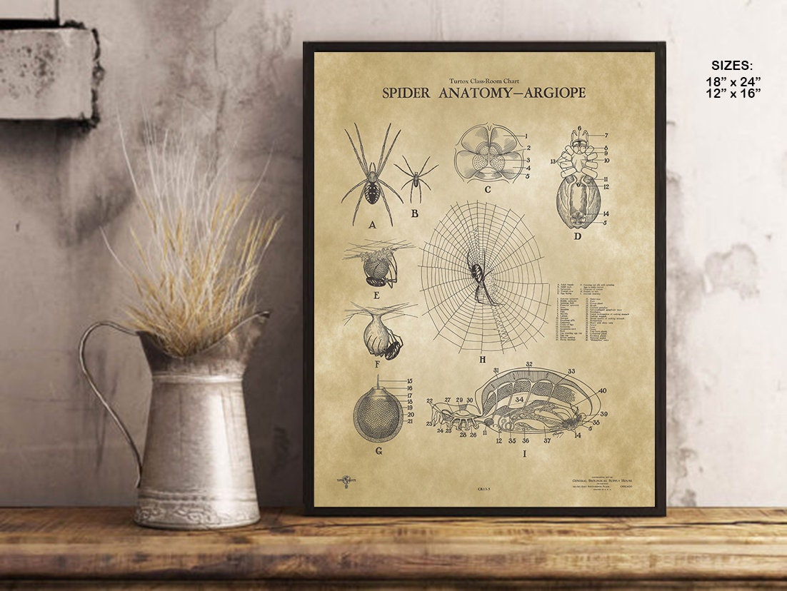 SPIDER ANATOMY - ARGIOPE Scientific Poster Chart Vintage Print 1939 ...