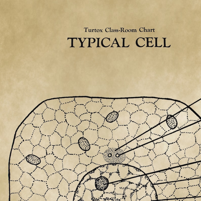TYPICAL CELL Scientific Poster Chart Vintage Print 1935 Classroom ...