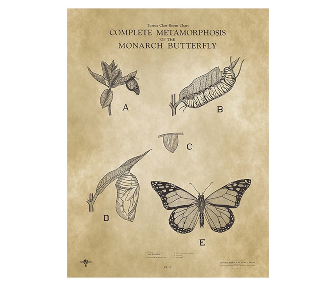 Complete Metamorphosis of the MONARCH BUTTERFLY Scientific Poster Chart ...