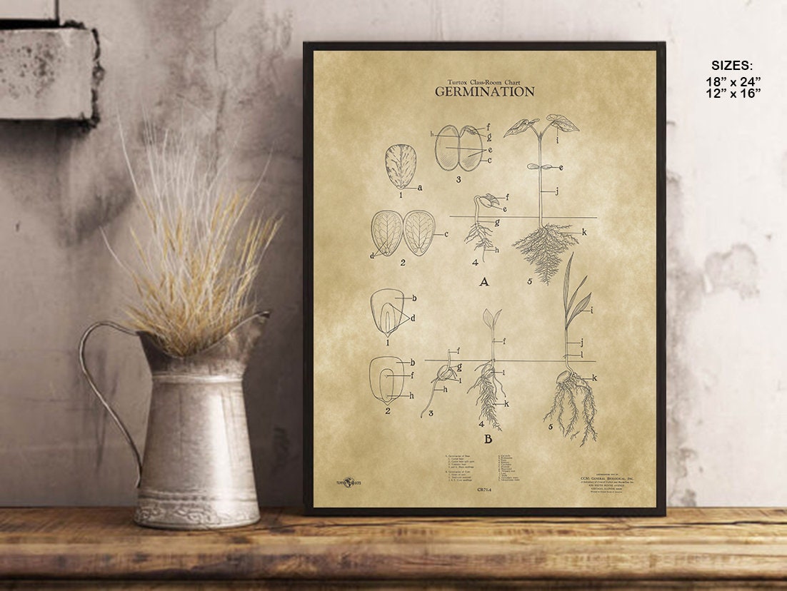 GERMINATION Scientific Poster Chart VINTAGE Print 1937 Classroom ...