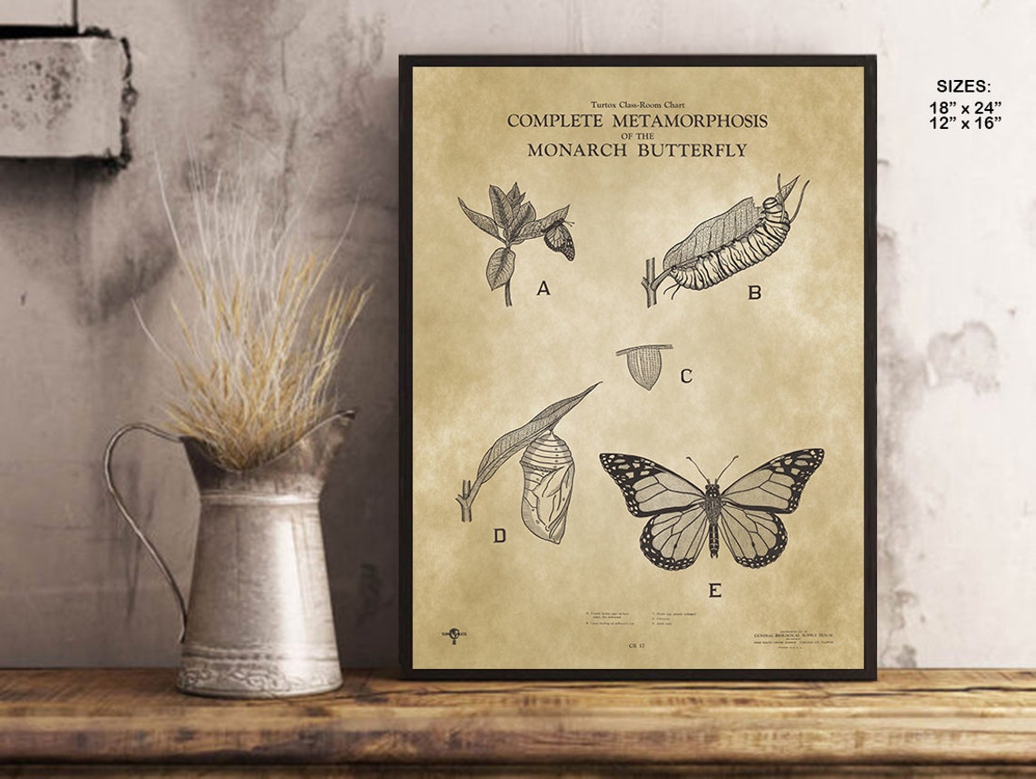 Complete Metamorphosis of the MONARCH BUTTERFLY Scientific Poster Chart ...