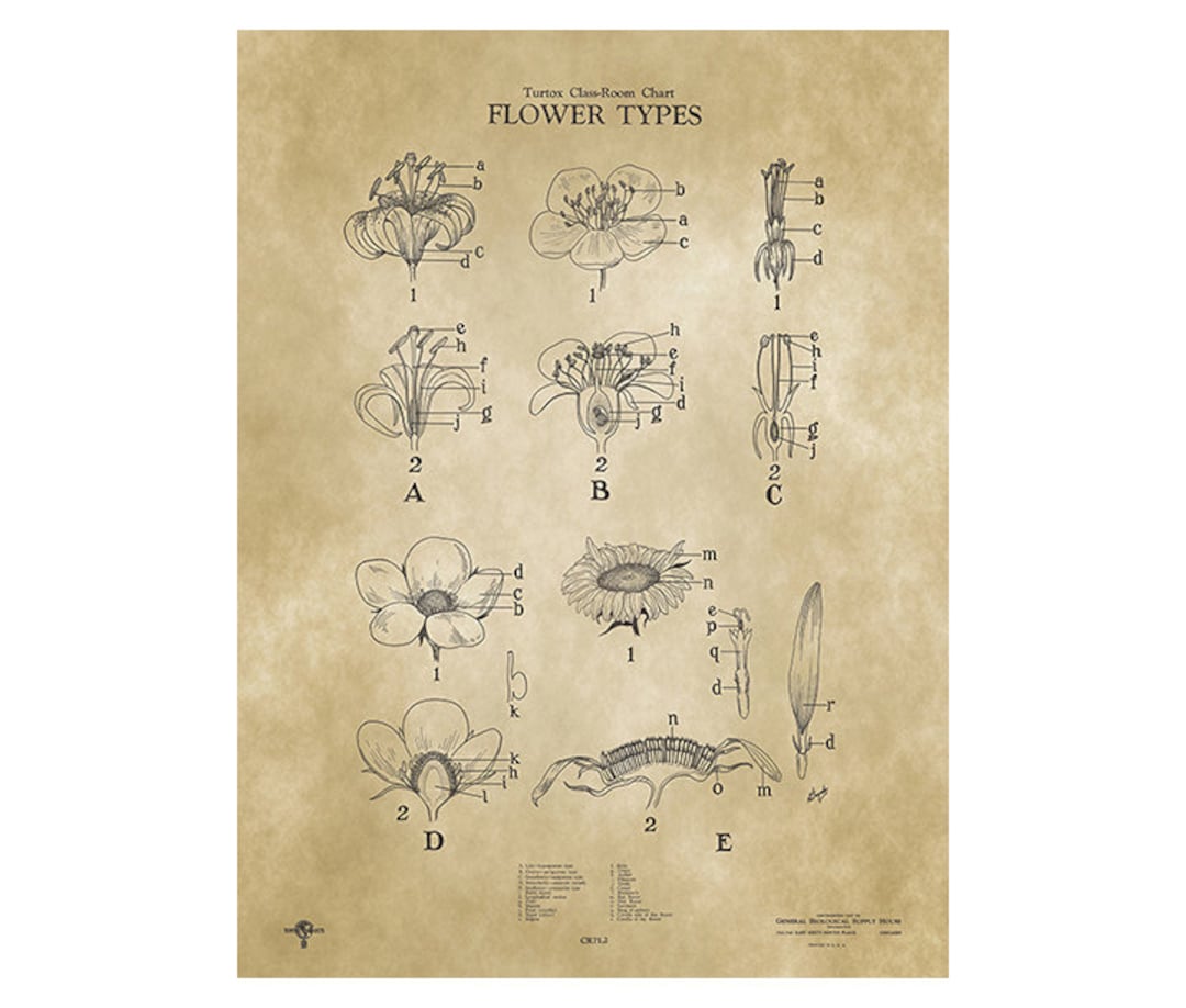 FLOWER TYPES Scientific Poster Chart VINTAGE Print 1937 Classroom ...