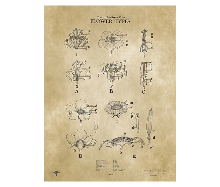 FLOWER TYPES Scientific Poster Chart VINTAGE Print 1937 Classroom ...