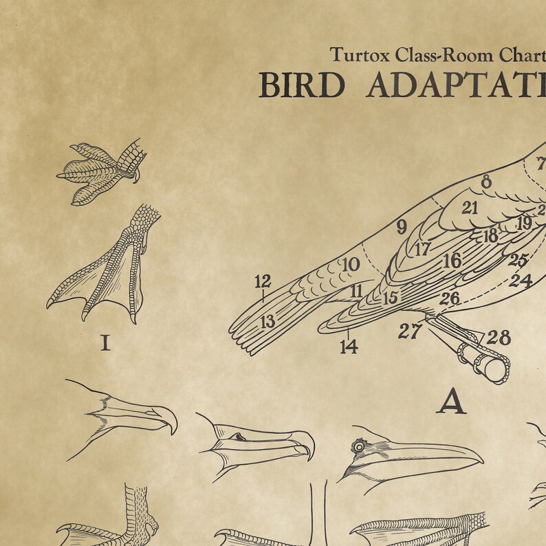 BIRD ADAPTATIONS Scientific Poster Chart VINTAGE Print 1938 Classroom ...