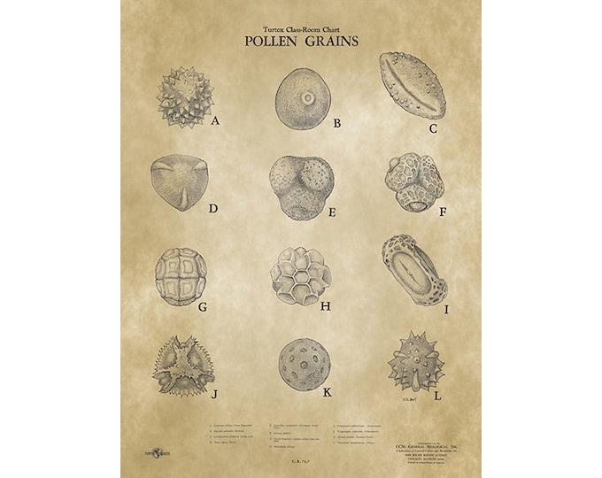 The Pollen Poster 2nd Edition (UK Pollen Identification) by Jem's Bees ...