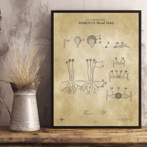 RHIZOPUS BREAD MOLD Scientific Poster Chart Vintage Print 1935 ...
