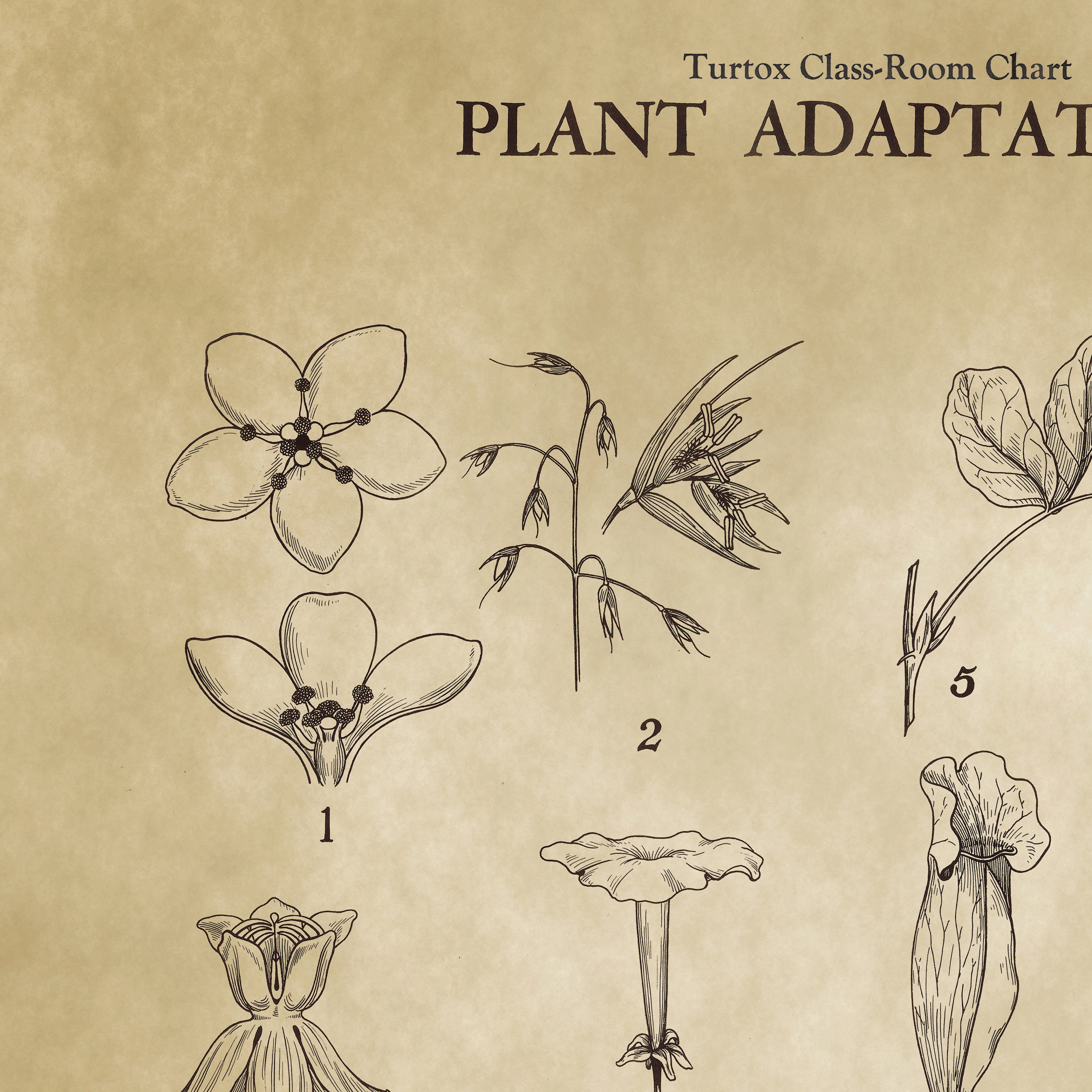 PLANT ADAPTATIONS Scientific Poster Chart VINTAGE Print 1939 Classroom ...