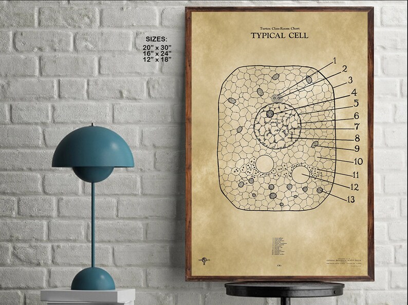 TYPICAL CELL Scientific Poster Chart Vintage Print 1935 Classroom ...