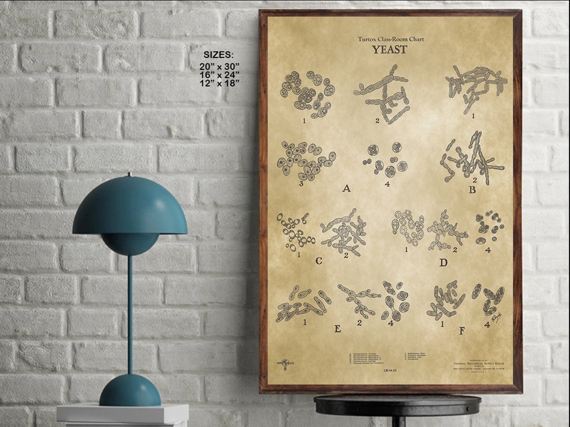 YEAST Scientific Poster Chart VINTAGE Print 1941 Classroom Biology ...