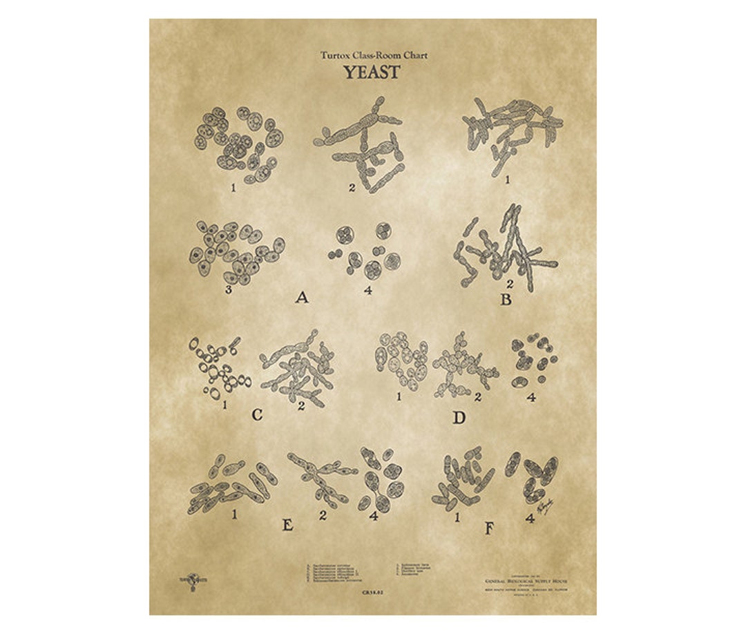 YEAST Scientific Poster Chart VINTAGE Print 1941 Classroom Biology ...