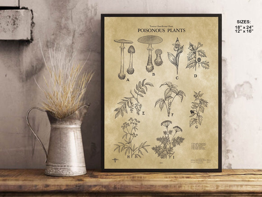 POISONOUS PLANTS Scientific Poster Chart VINTAGE Print 1939 Classroom ...