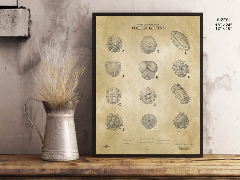 POLLEN GRAINS Scientific Poster Chart VINTAGE Print 1949 Classroom ...