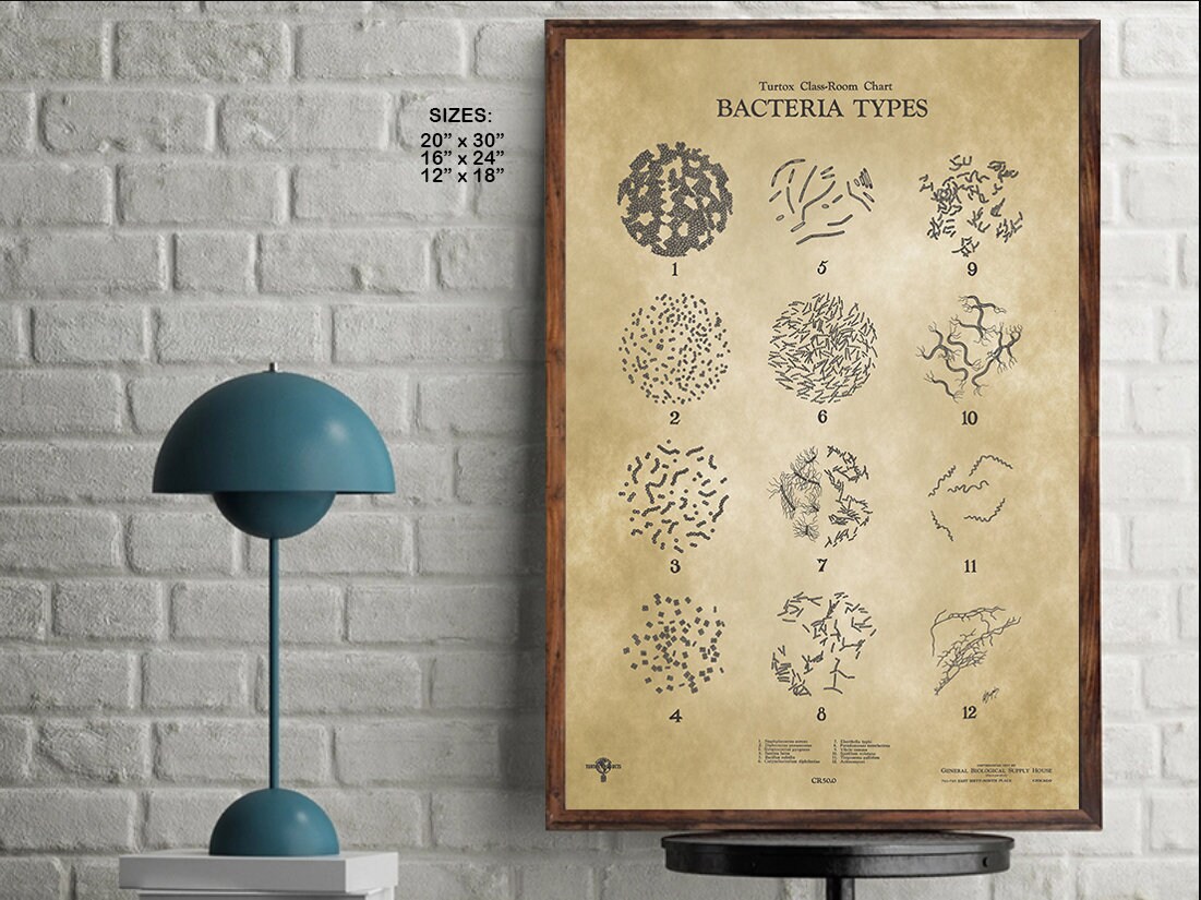 BACTERIA TYPES Scientific Poster Chart VINTAGE Print 1937 Classroom ...