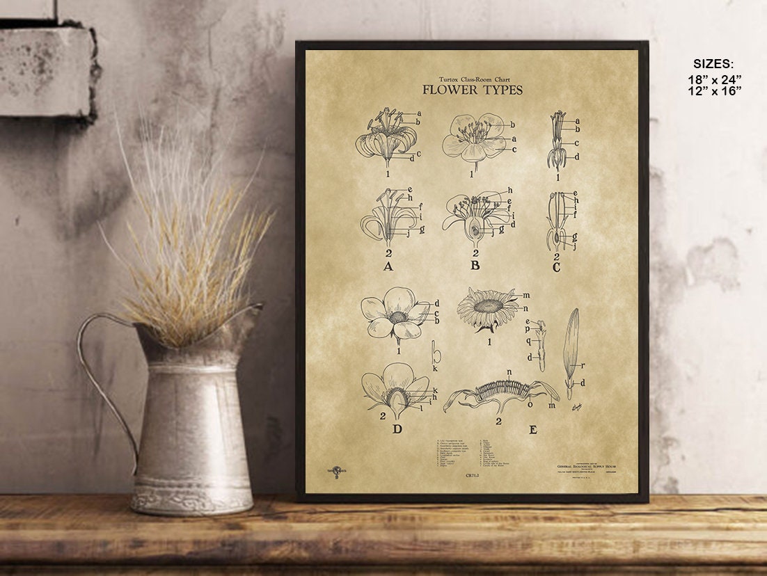 FLOWER TYPES Scientific Poster Chart VINTAGE Print 1937 Classroom ...