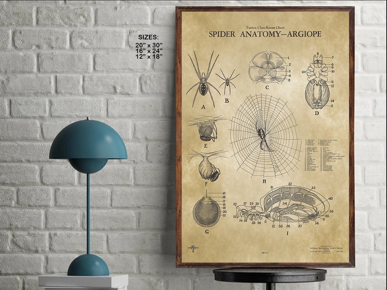 SPIDER ANATOMY - ARGIOPE Scientific Poster Chart Vintage Print 1939 ...