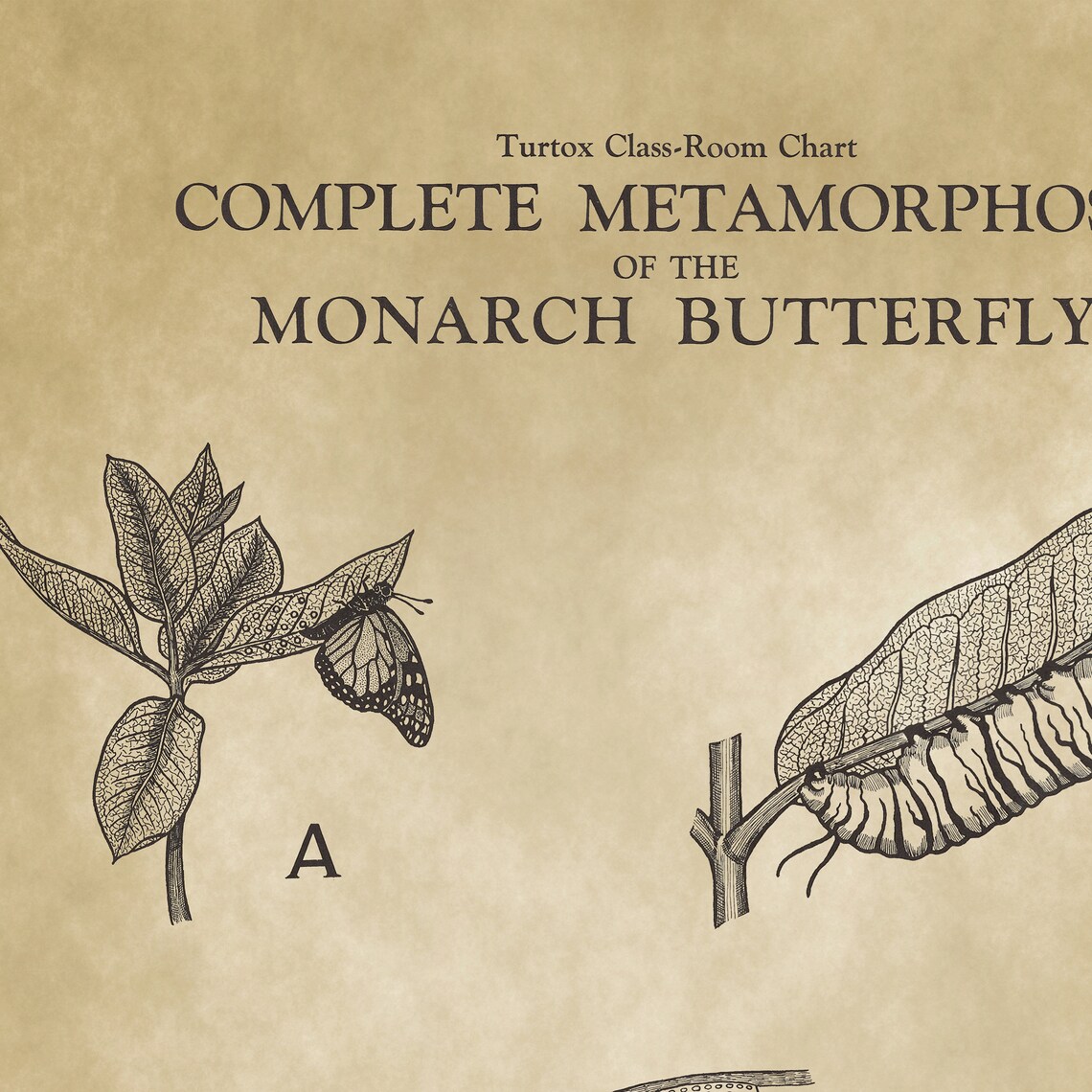 Complete Metamorphosis of the MONARCH BUTTERFLY Scientific Poster Chart ...