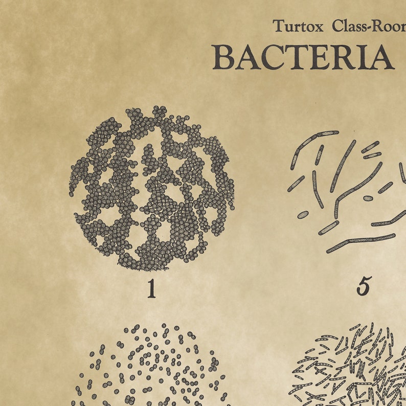 BACTERIA TYPES Scientific Poster Chart VINTAGE Print 1937 Classroom ...