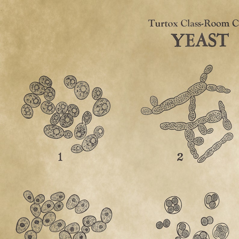 YEAST Scientific Poster Chart VINTAGE Print 1941 Classroom Biology ...