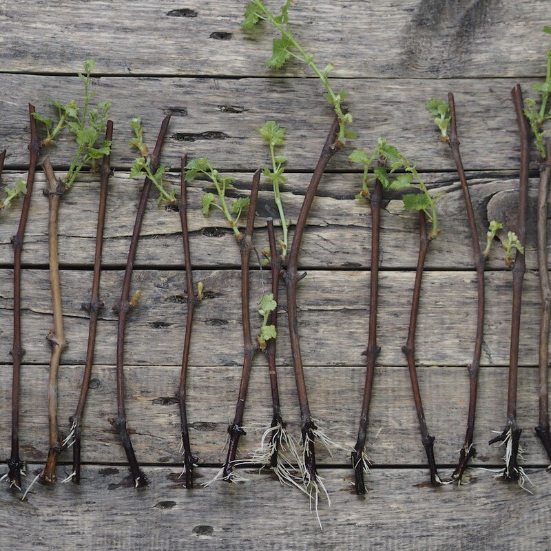 Thompson Cutting - Etsy