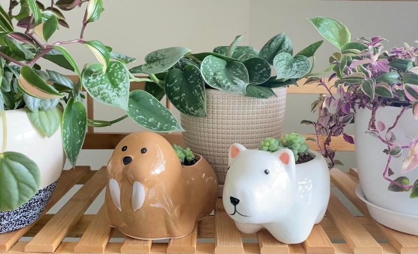 Cute Ceramic Animal Planters Walrus Moose Penguin Polar | Etsy