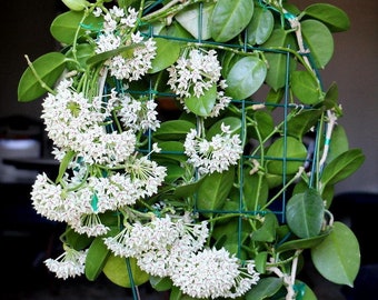 Hoya Keysii hoya Australis 1yo Plant With 5-6 Leaves Well Rooted, Sent ...