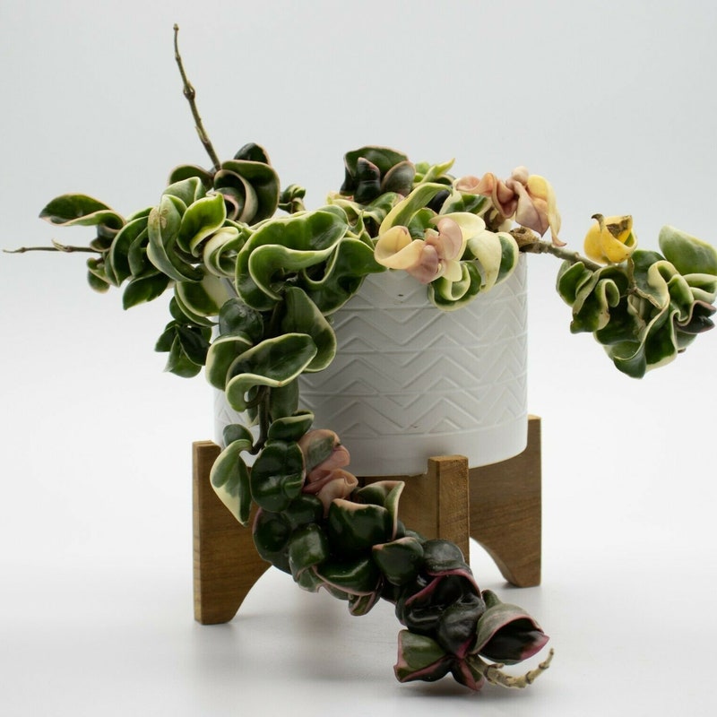 Hoya Rope Plant - Etsy