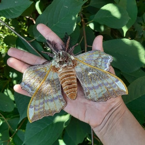 Moks516 Moth Patch, Insect Patch, Poplar Hawk Realistic Sew on Applique ...