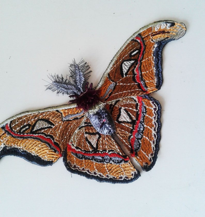 Moks219p Attacus Atlas Moth Patch Insect Patch - Etsy