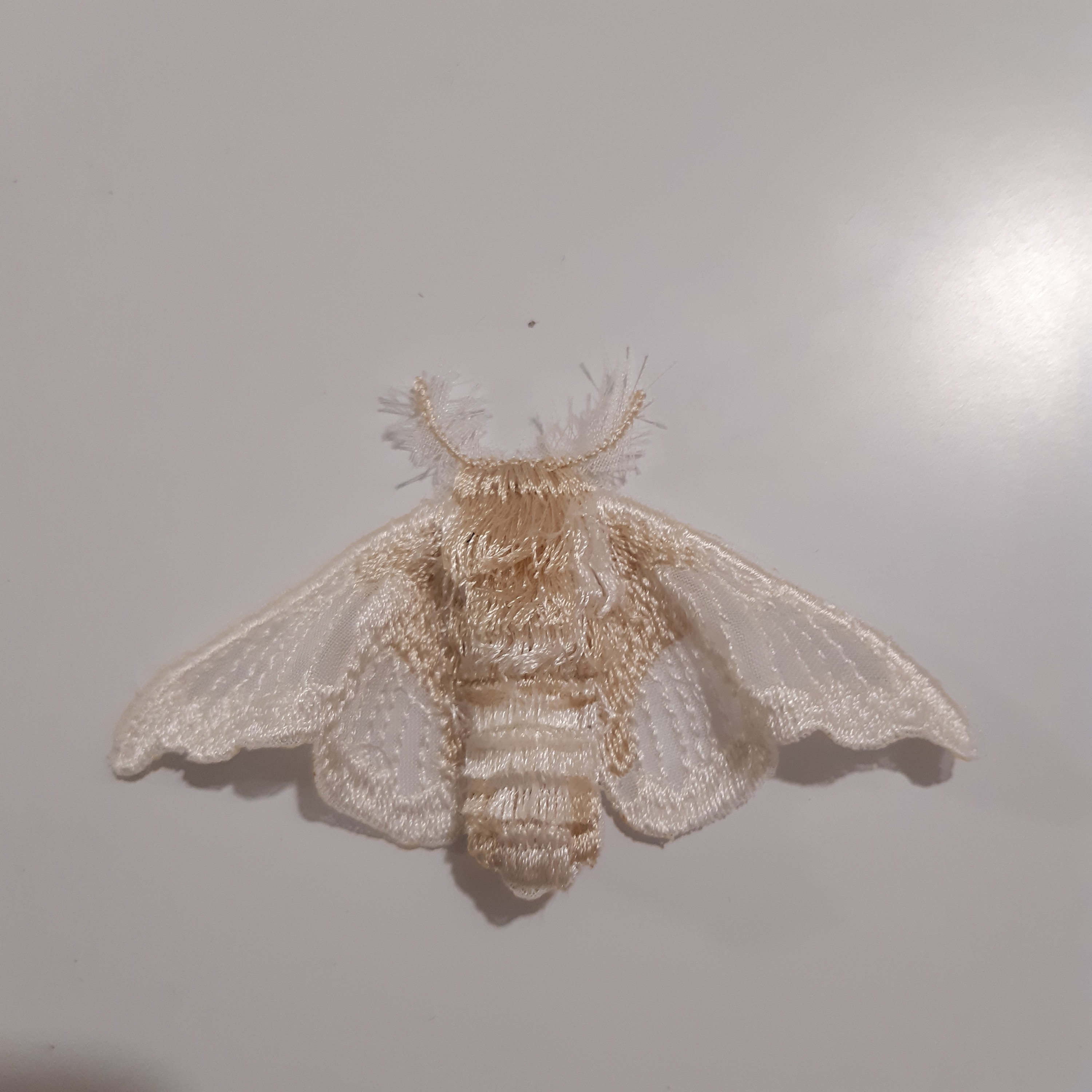 Silkworm Moth Female