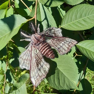 Moks518 Gray Hawk Moth, Poplar Hawk Embroidered Patch - Etsy