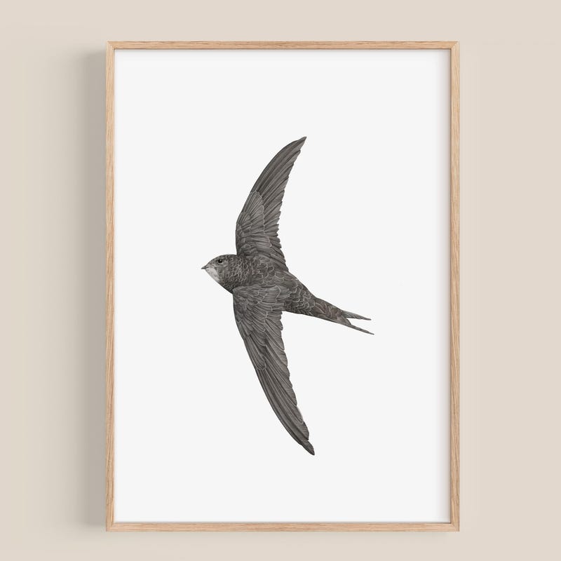 Swift Bird Drawing - Etsy UK