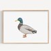 Mallard Duck Illustration Personalised Print, British Birds, Wildlife ...