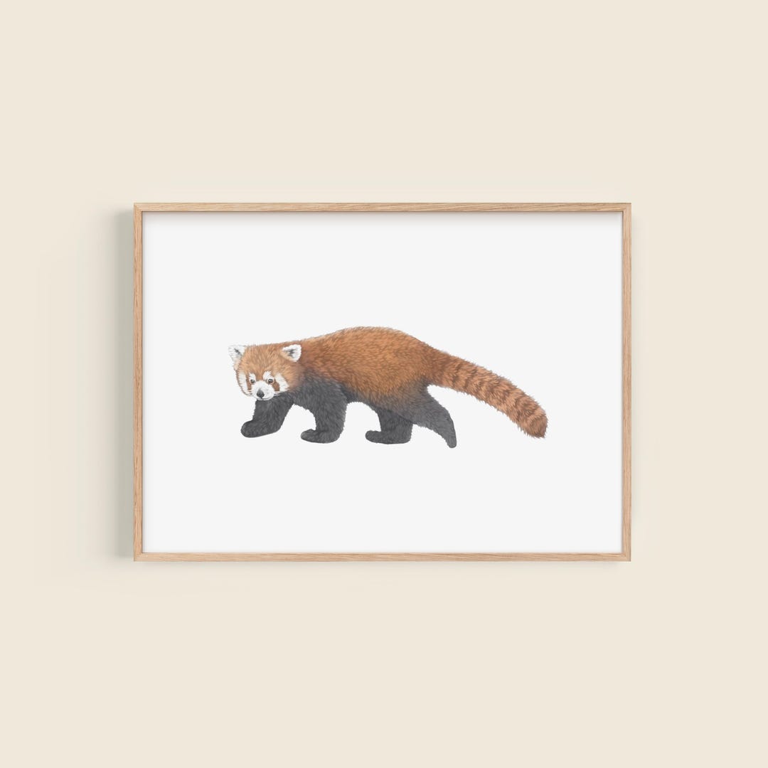 Red Panda Art Print: Hand-drawn Wildlife Illustration - Etsy