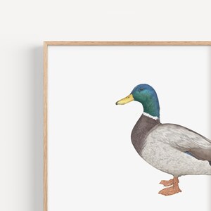 Mallard Duck Illustration Personalised Print, British Birds, Wildlife ...