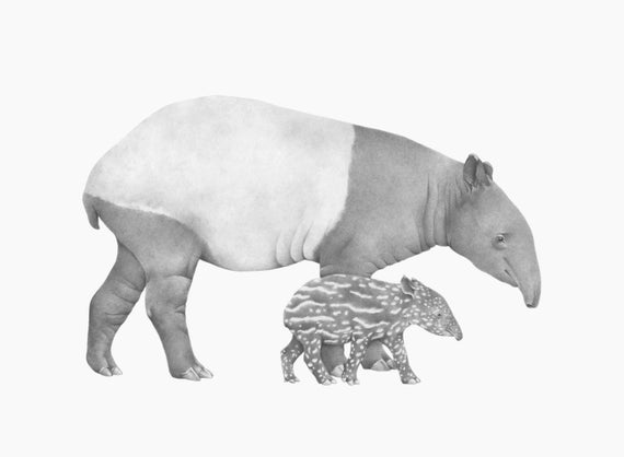 Malayan Tapir Drawing