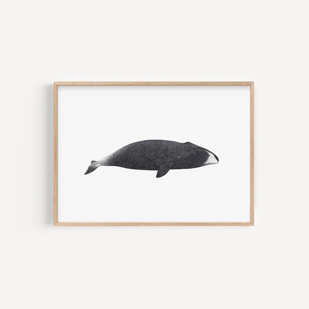 Bowhead Whale Illustration Art Print, Whale Lover Gift Pencil Drawing ...