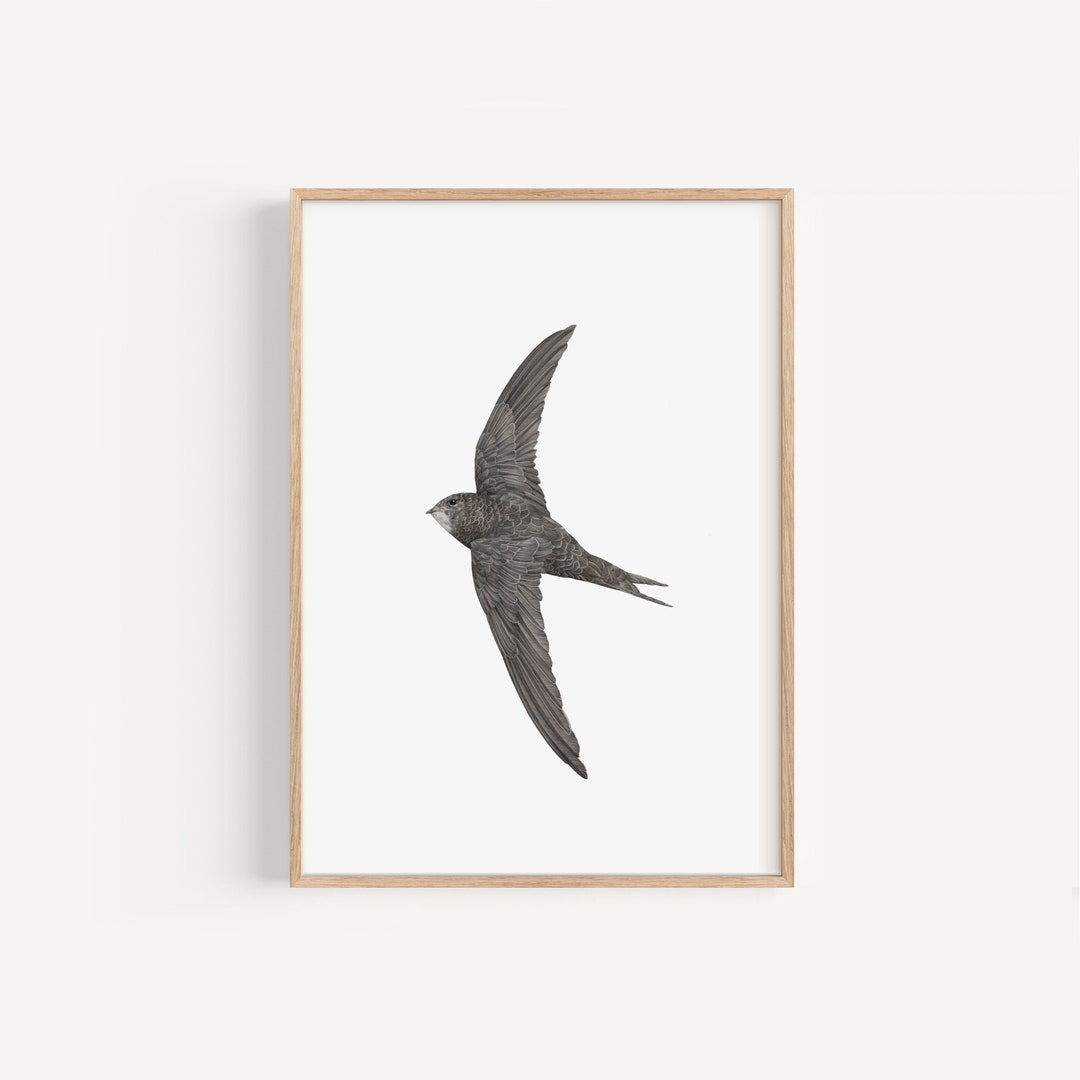 Swift Bird Illustration Pencil Drawing Print, Personalised British ...