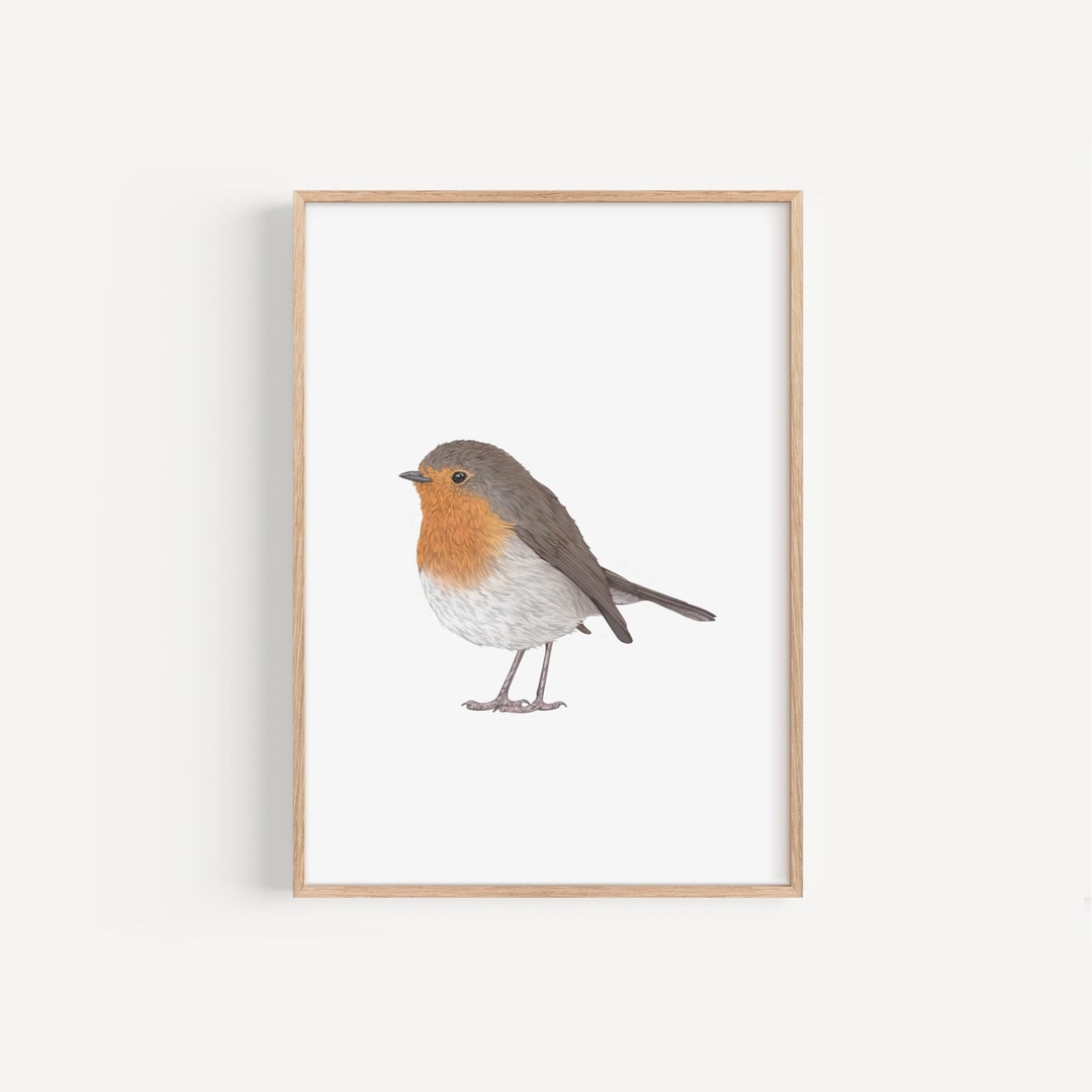 Robin Bird Art Print, British Wildlife Illustration, Cute Robin Gift ...