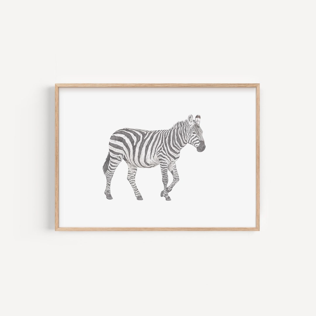Zebra Art Print - African Safari Wildlife Illustration, Pencil Drawing ...