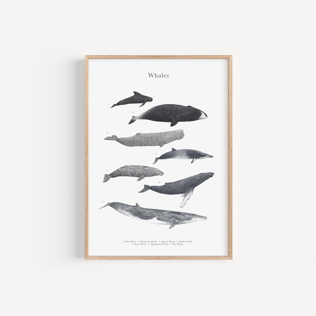 Whale Art Print - Ocean Theme Nursery, Educational Poster, Whale Lover ...
